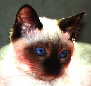 The Adventures of Killian, the Kourageous, Kaptivating, Kharismatic Kitten